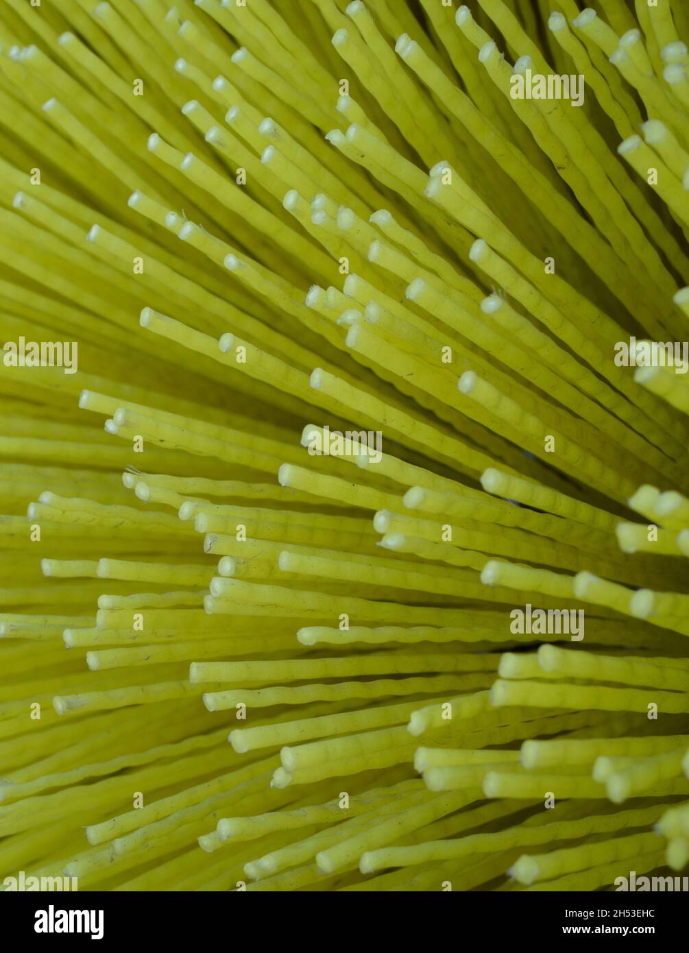 Plastic Bristles High Resolution Stock Photography and Images - Alamy