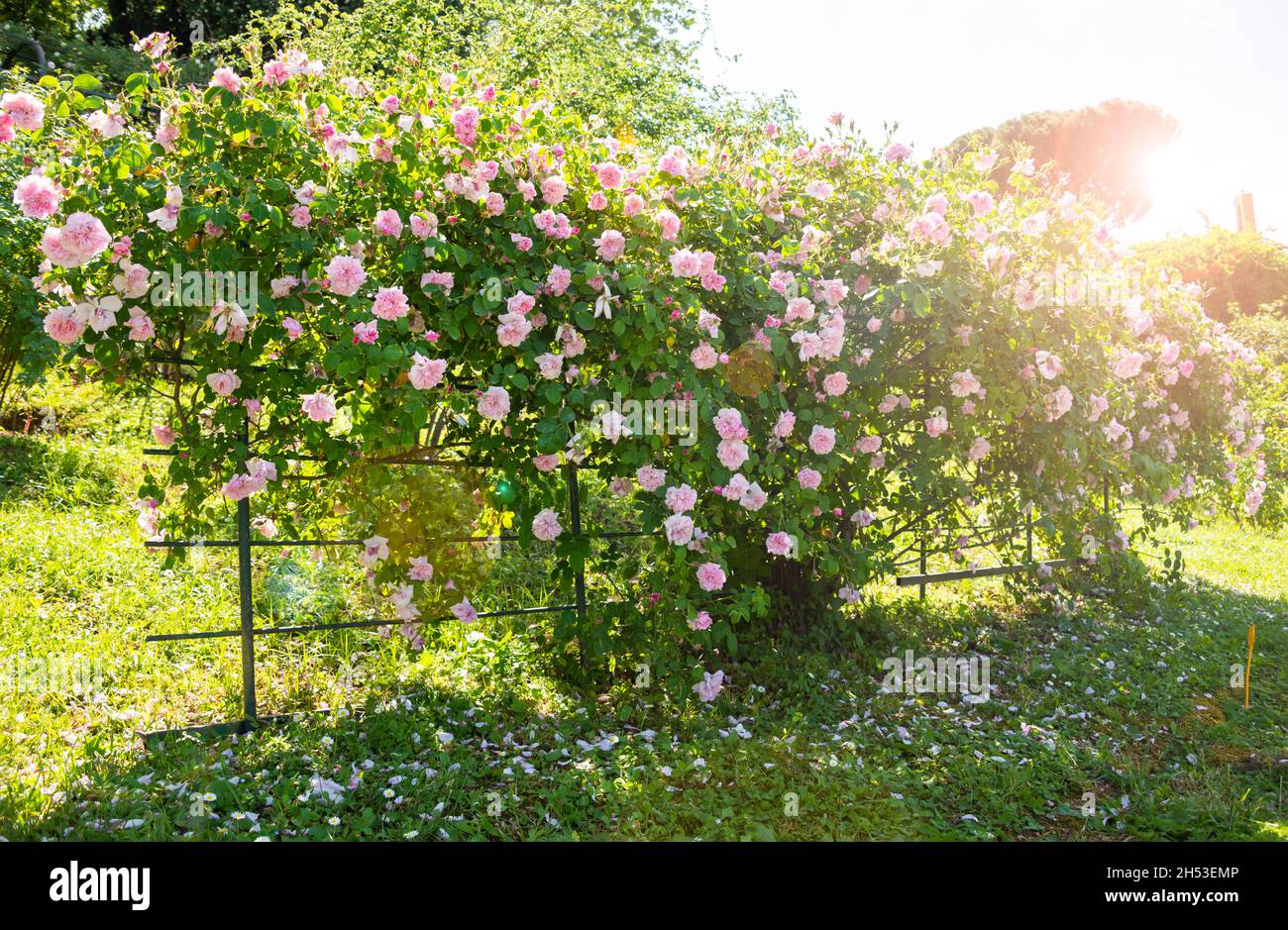 Spring garden roses hi-res stock photography and images - Alamy