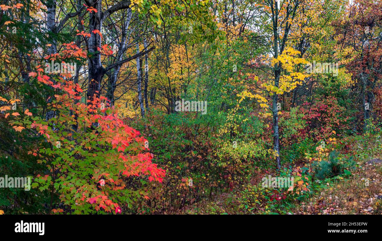 Fall foliage in the trees along Highway 11 in northwestern Ontario ...