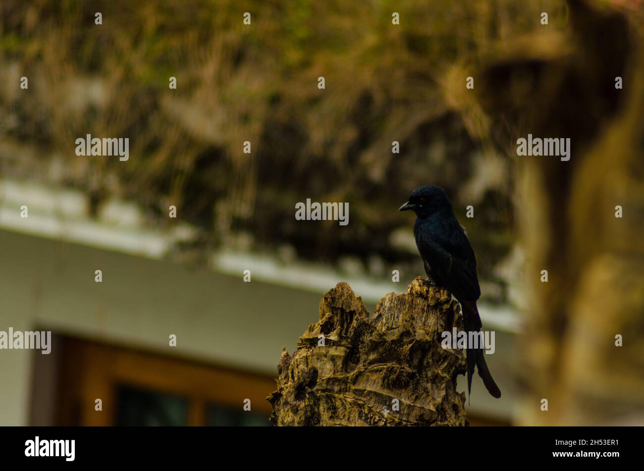 black bird alone sitting on the top of tree Stock Photo - Alamy