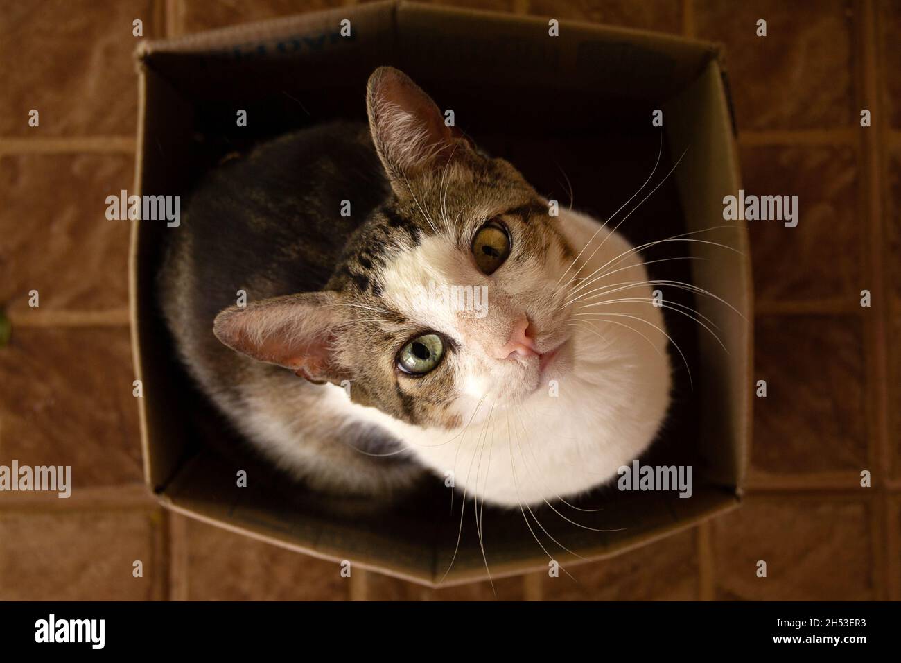 A tabby cat sitting inside cardboard box looking directly at camera ...