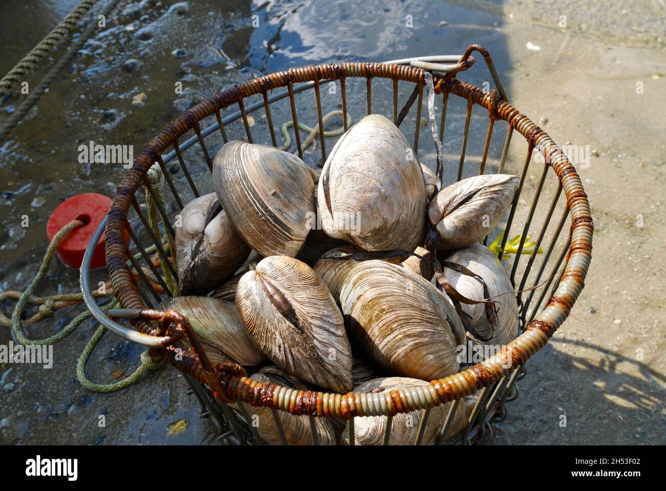 Big clams hi-res stock photography and images - Alamy