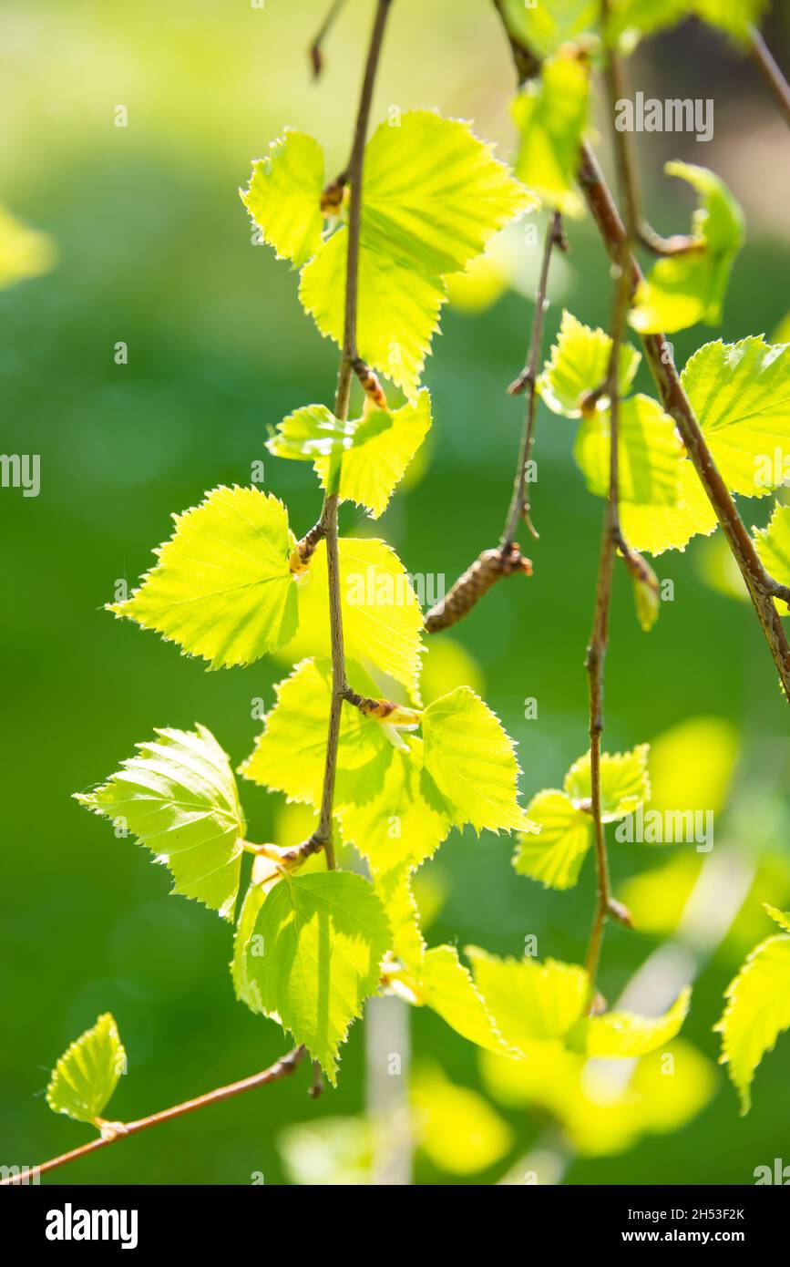 Green leaves on trees hi-res stock photography and images - Alamy
