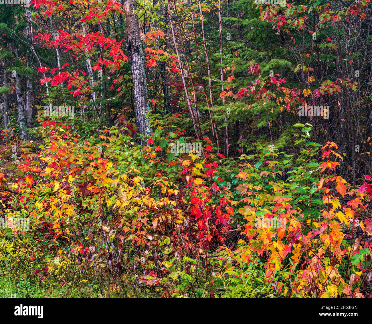 Ontario fall trees hi-res stock photography and images - Alamy
