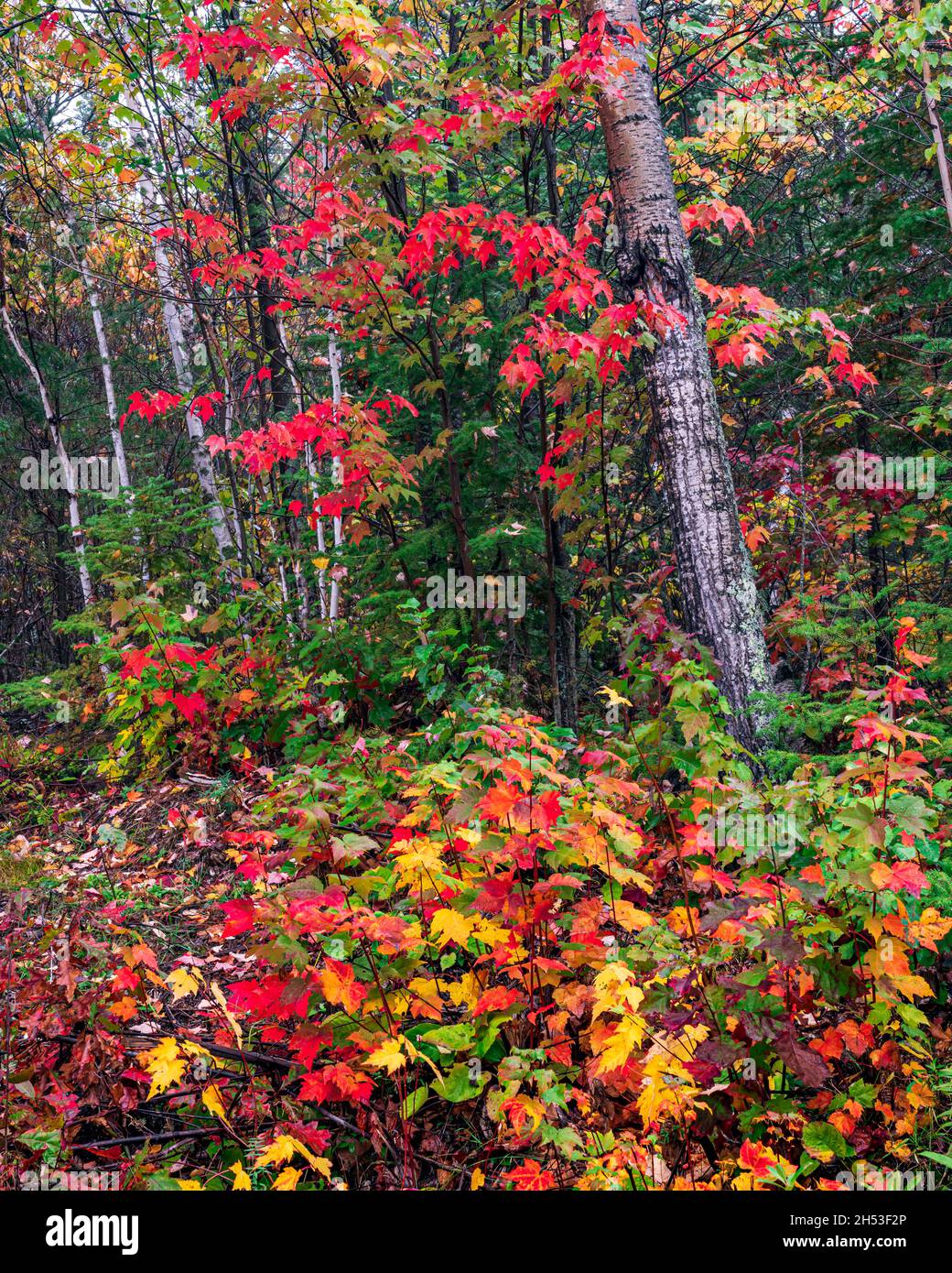 Fall foliage in the trees along Highway 11 in northwestern Ontario ...