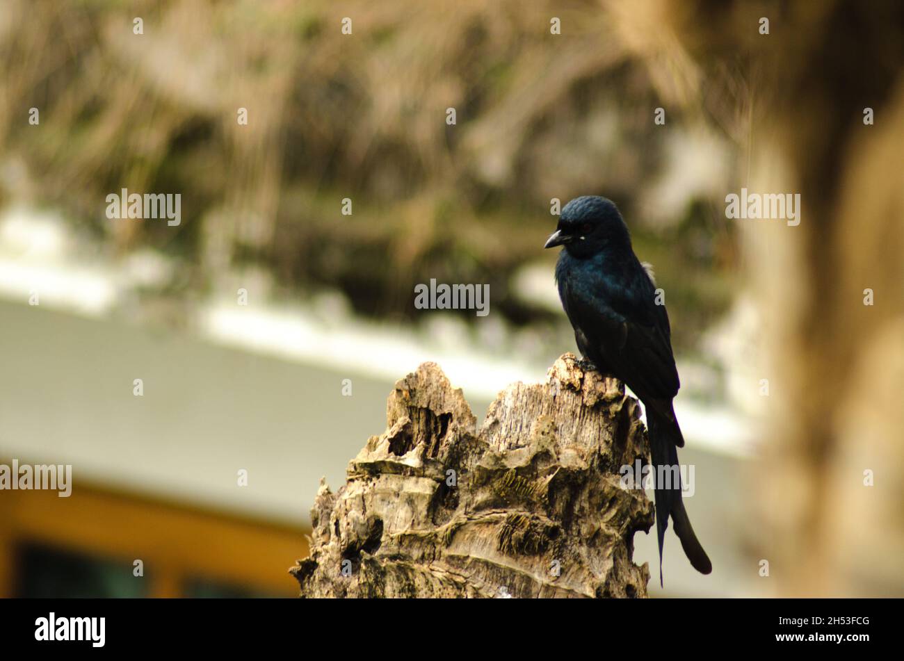 black bird alone sitting on the top of tree Stock Photo - Alamy
