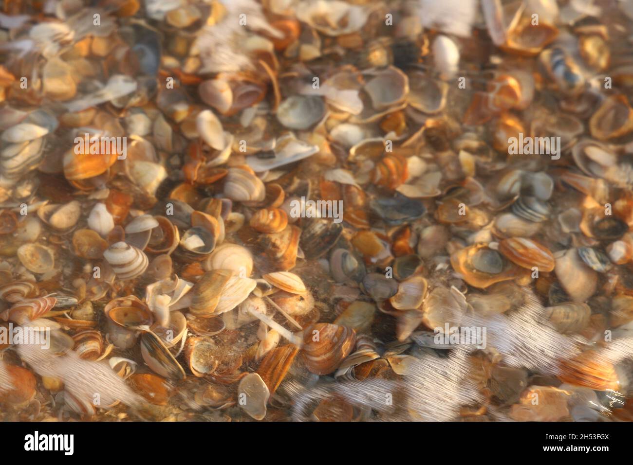 Seashells under Water Stock Photo - Alamy