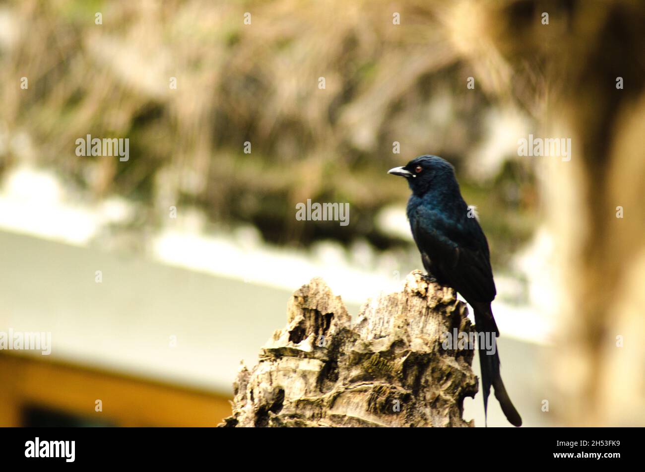 black bird alone sitting on the top of tree Stock Photo - Alamy