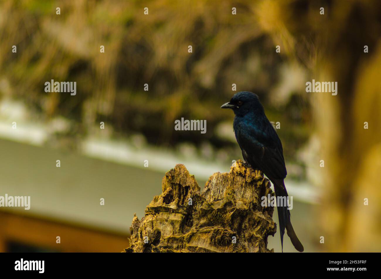 black bird alone sitting on the top of tree Stock Photo - Alamy
