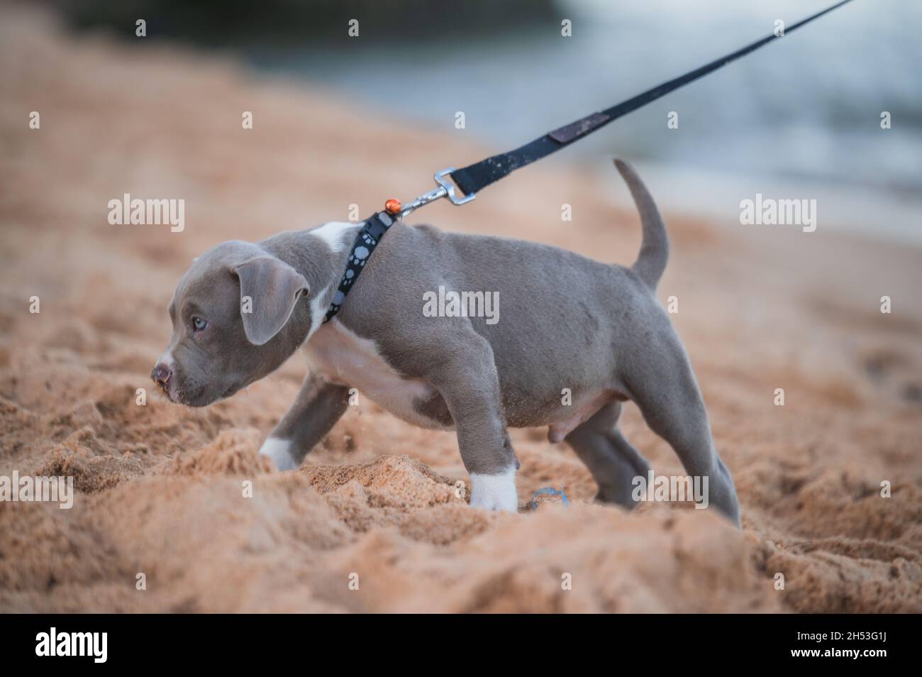 American bully puppy funny on beach with people family Stock Photo - Alamy