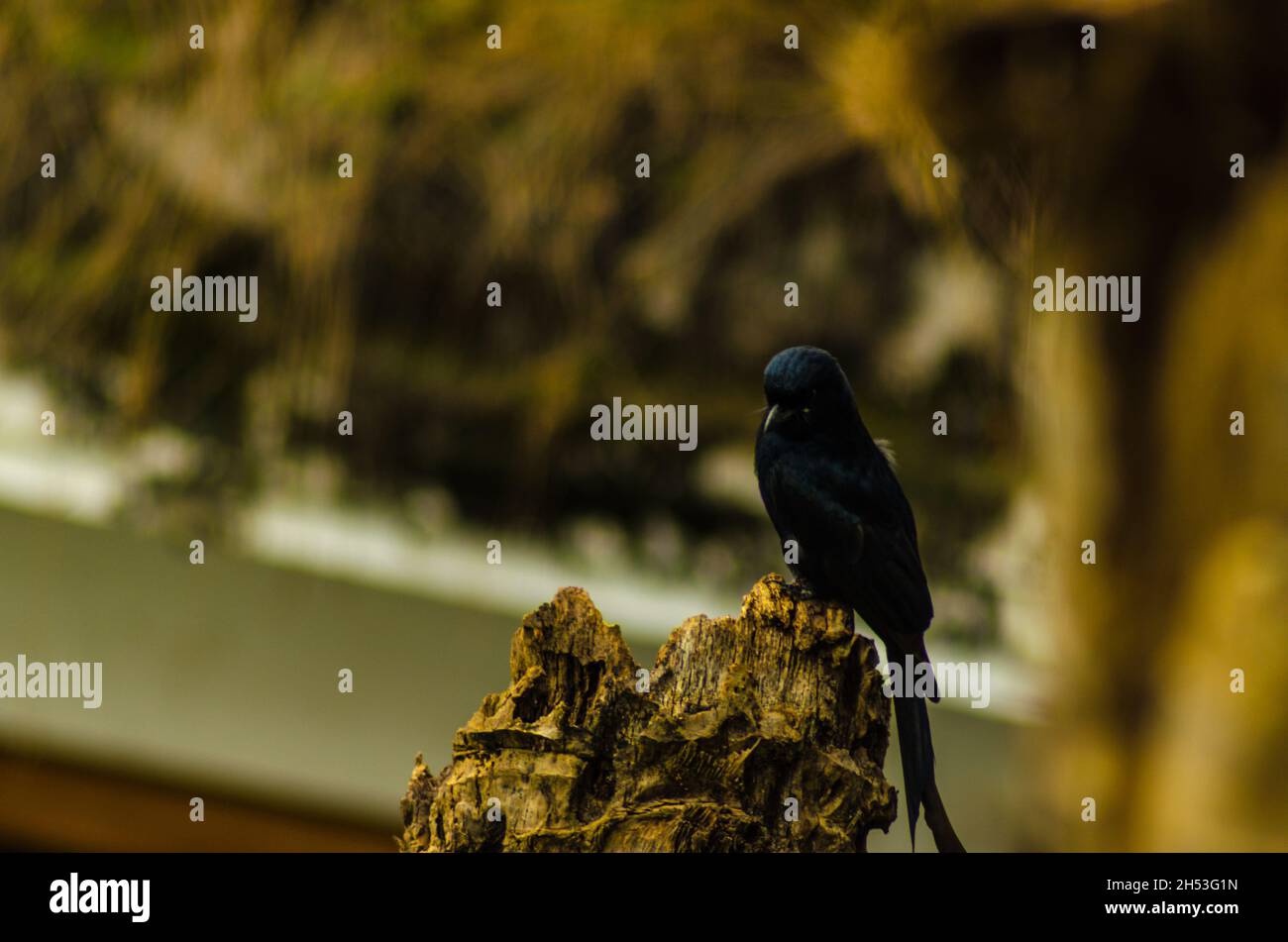 black bird alone sitting on the top of tree Stock Photo - Alamy