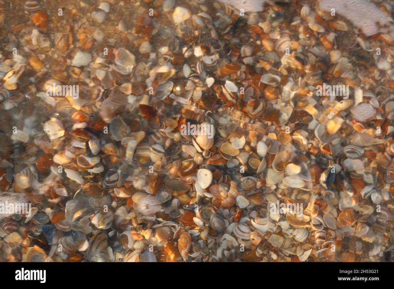 Seashells under Water Stock Photo - Alamy