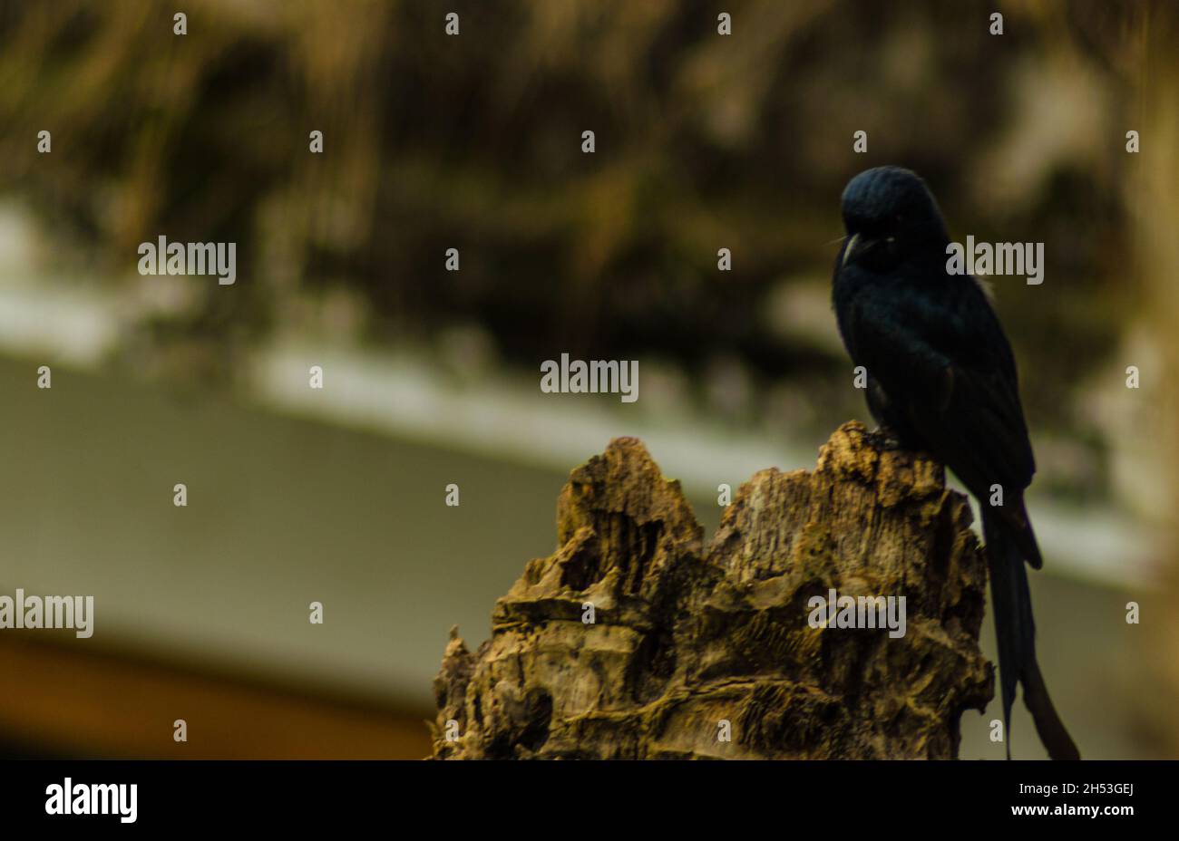 black bird alone sitting on the top of tree Stock Photo - Alamy