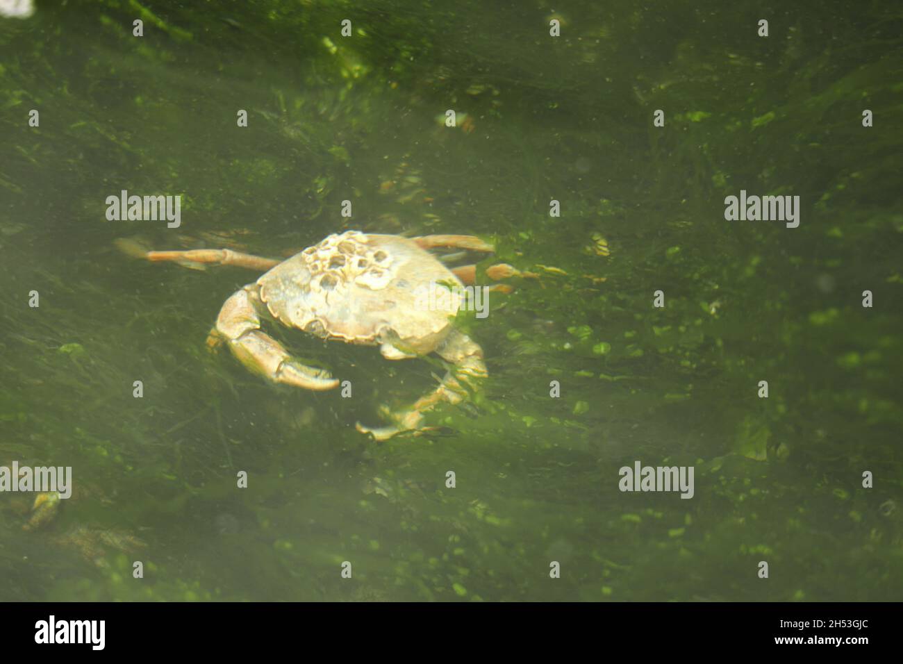 Crab under Water Stock Photo - Alamy