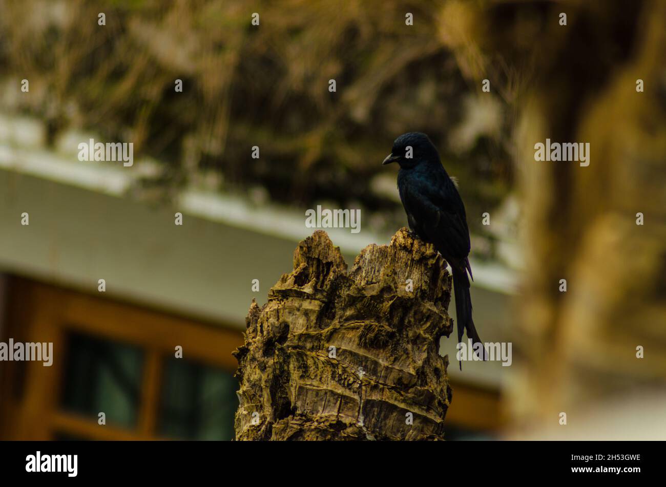 black bird alone sitting on the top of tree Stock Photo - Alamy
