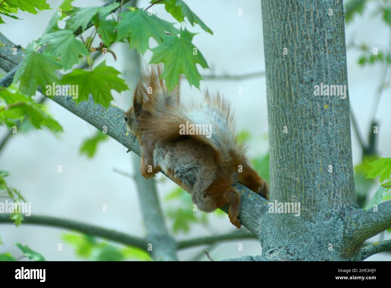 Squirrel clinging with all its paws to a branch of tree hiding from a ...