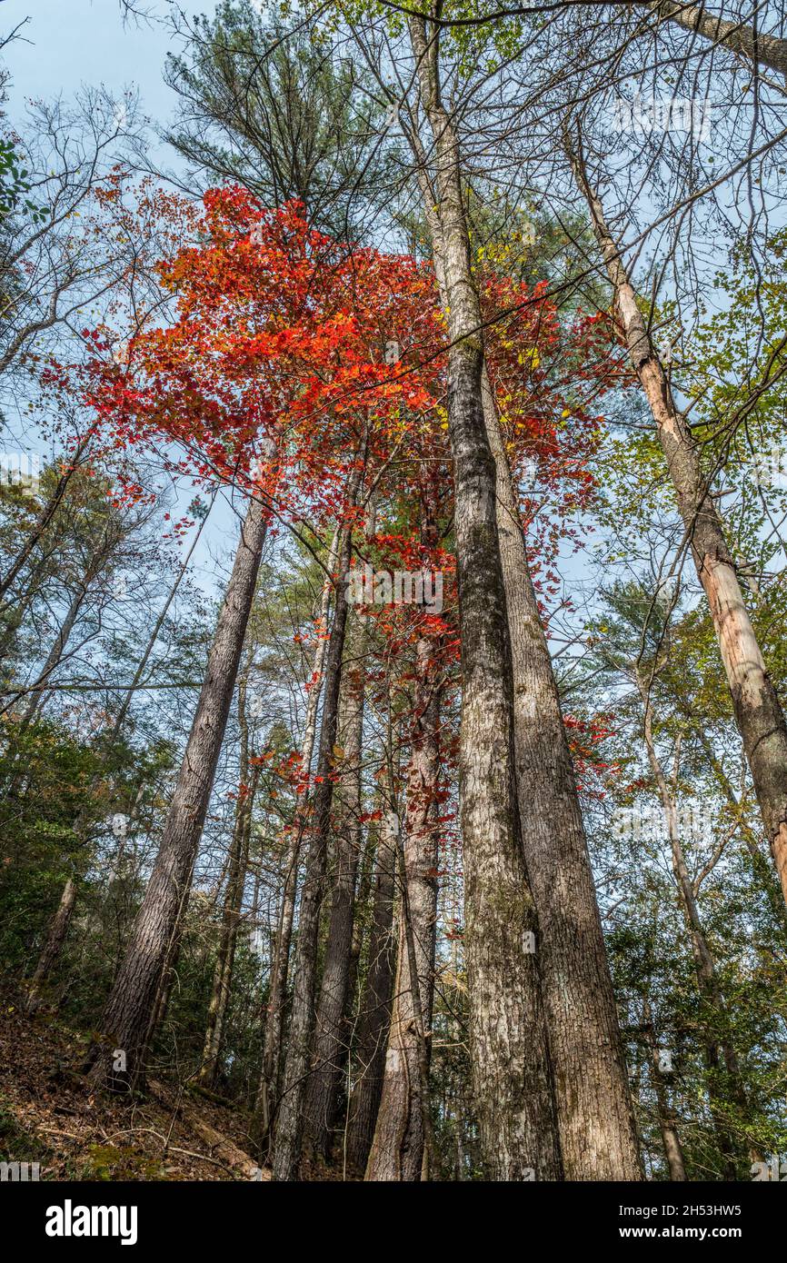 Large towering trees growing upwards on the mountainside along the ...