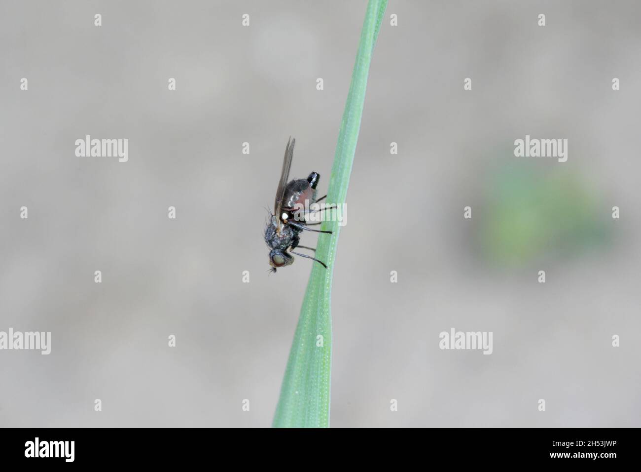 Leaf miner, is a species of insect, a fly of the family Agromyzidae. It ...