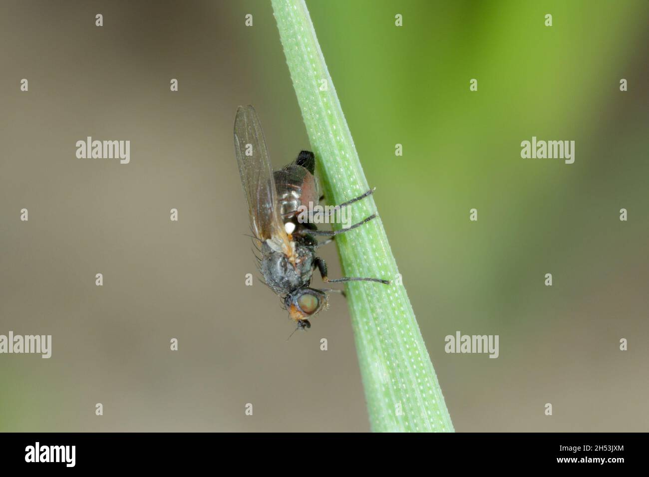 Leaf miner, is a species of insect, a fly of the family Agromyzidae. It ...