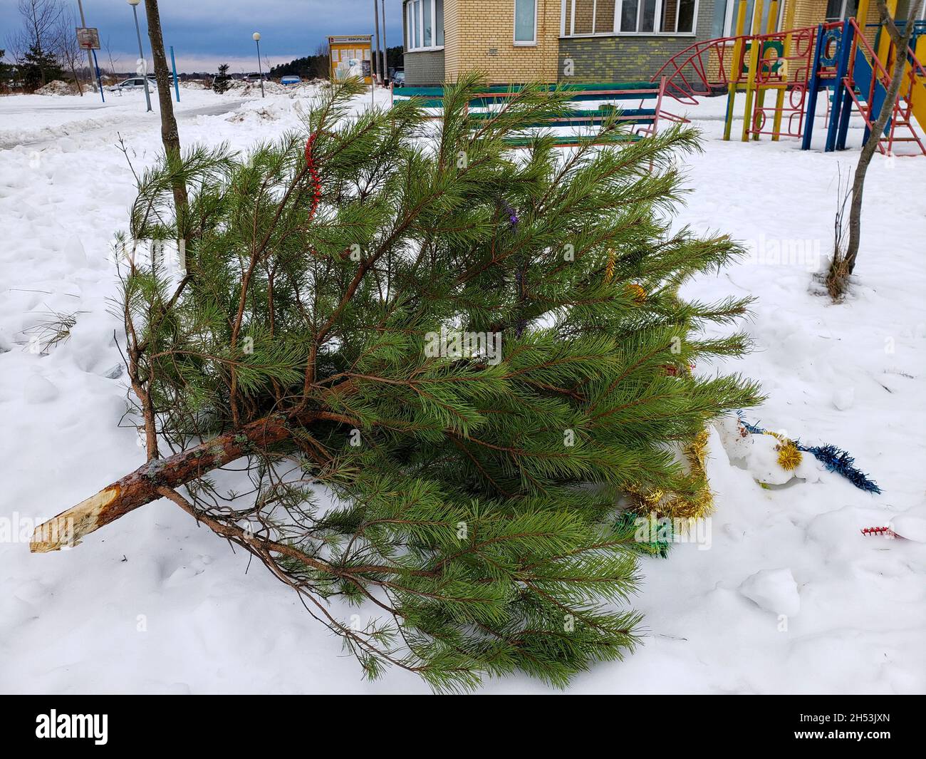 Real spruce trees were dumped after the new year and Christmas Stock ...