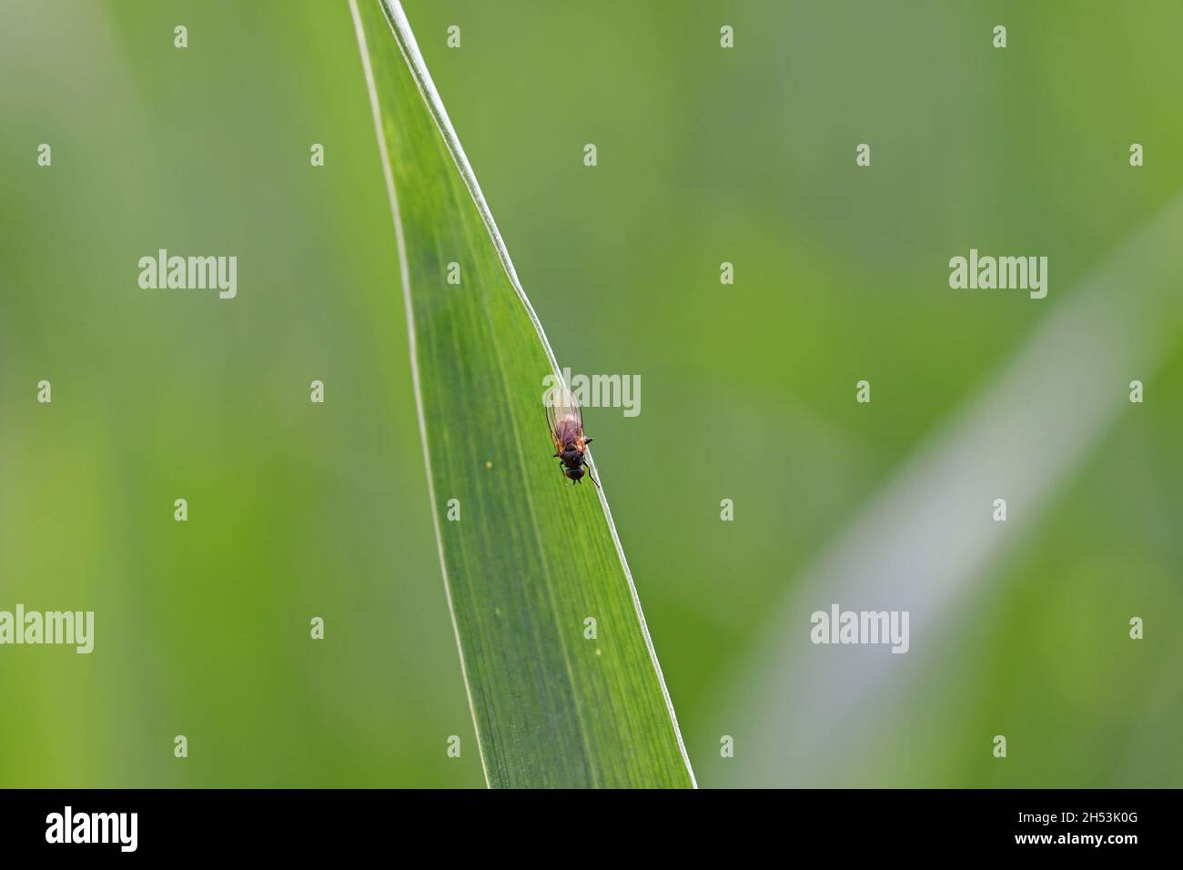 Leaf miner, is a species of insect, a fly of the family Agromyzidae. It ...