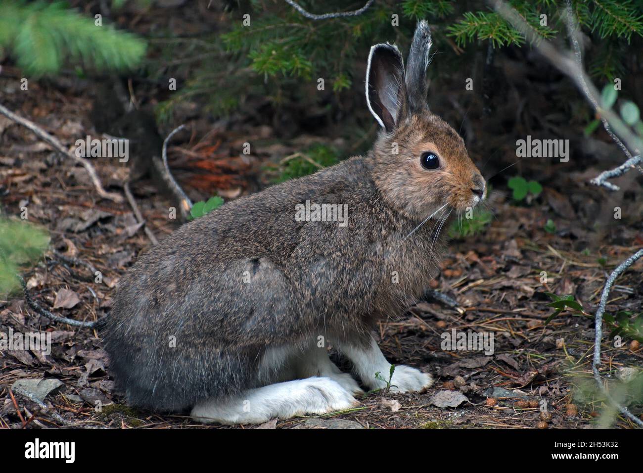 Snowshoe hare transitioning from winter coat to summer in spring ...