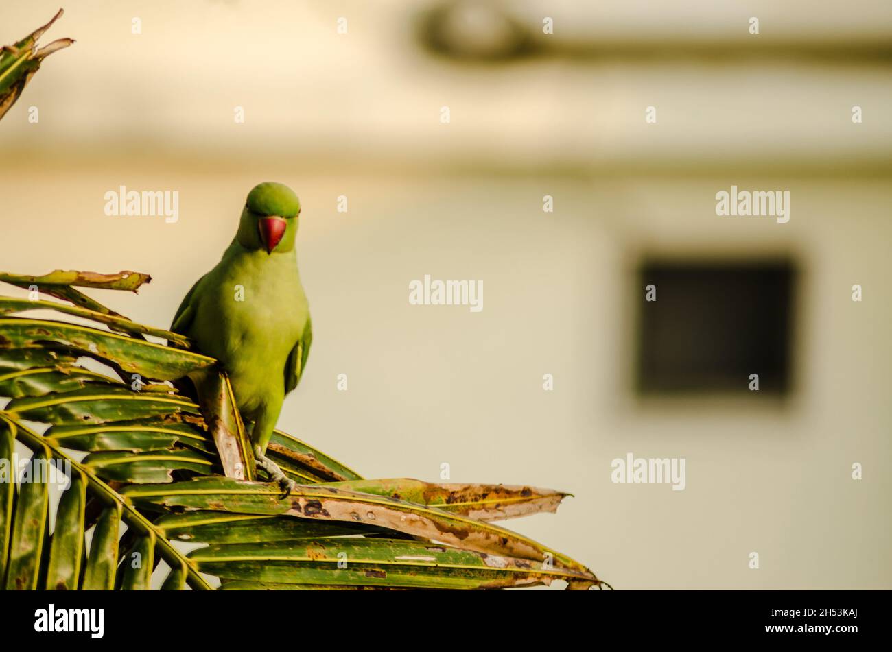 Parrot sitting on the trees Stock Photo - Alamy