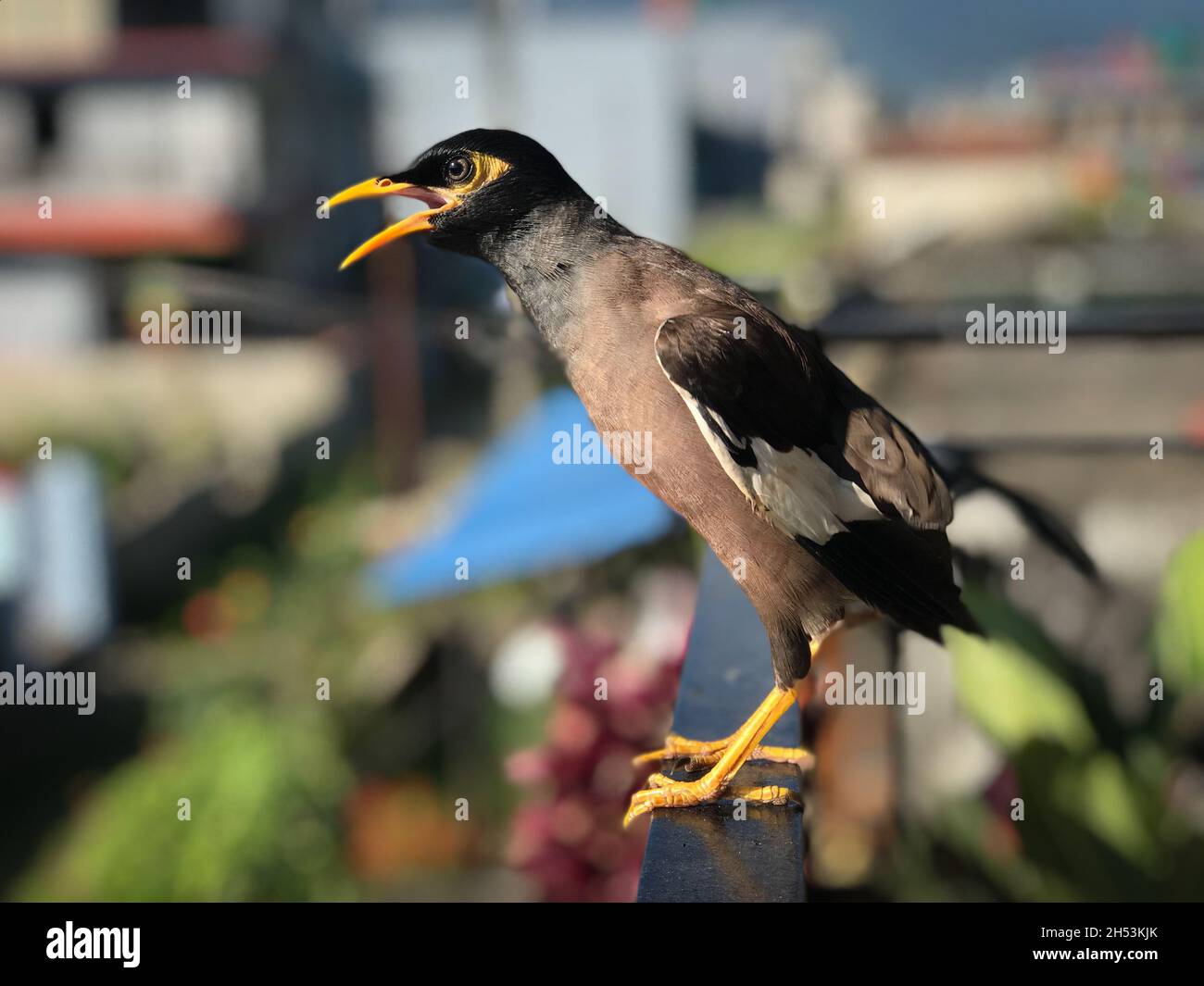 Birds call echo hi-res stock photography and images - Alamy