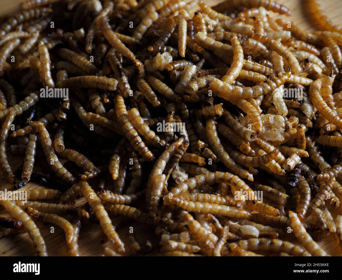 Worm worms ugly hi-res stock photography and images - Alamy
