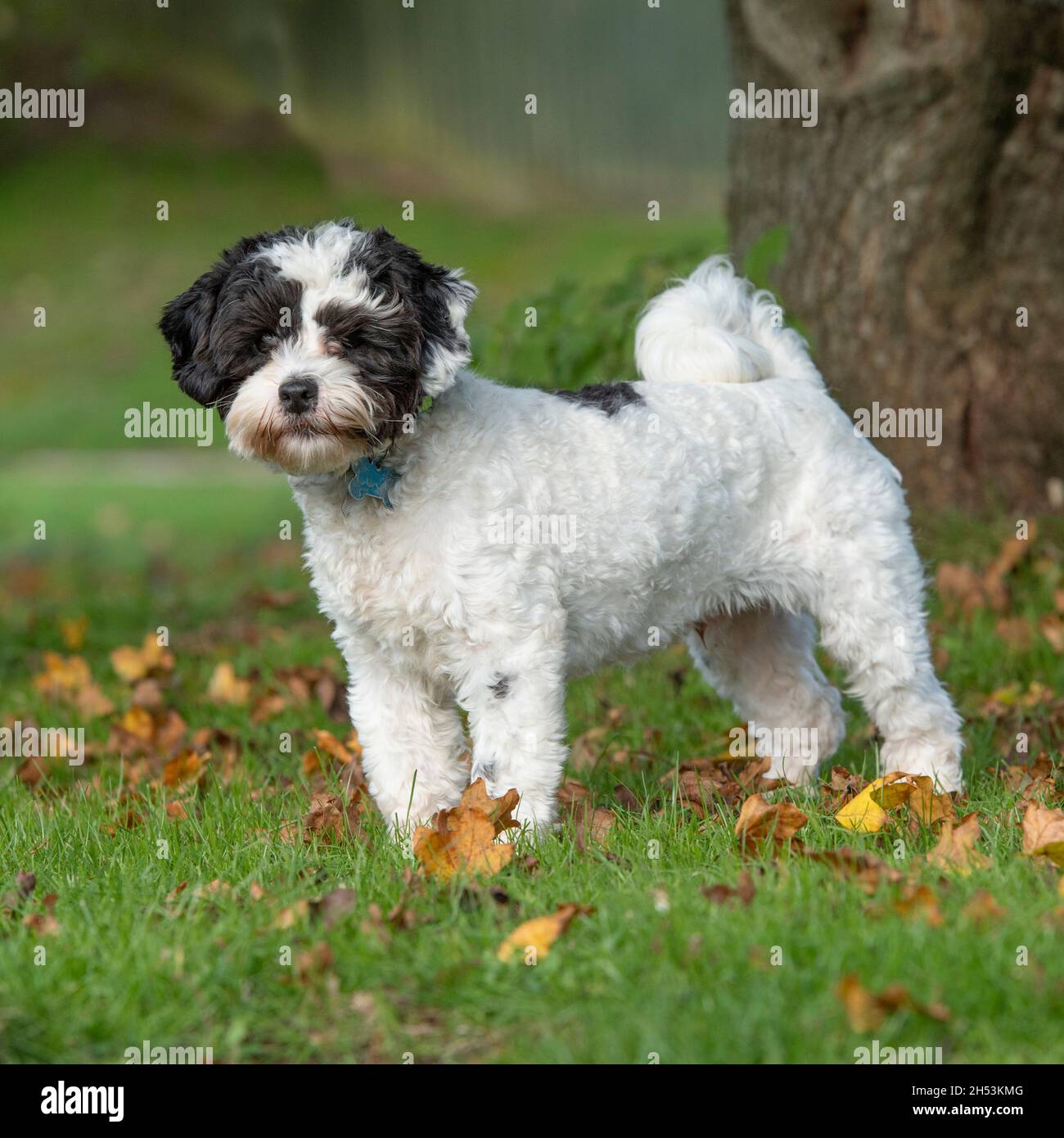 Apso hi-res stock photography and images - Alamy