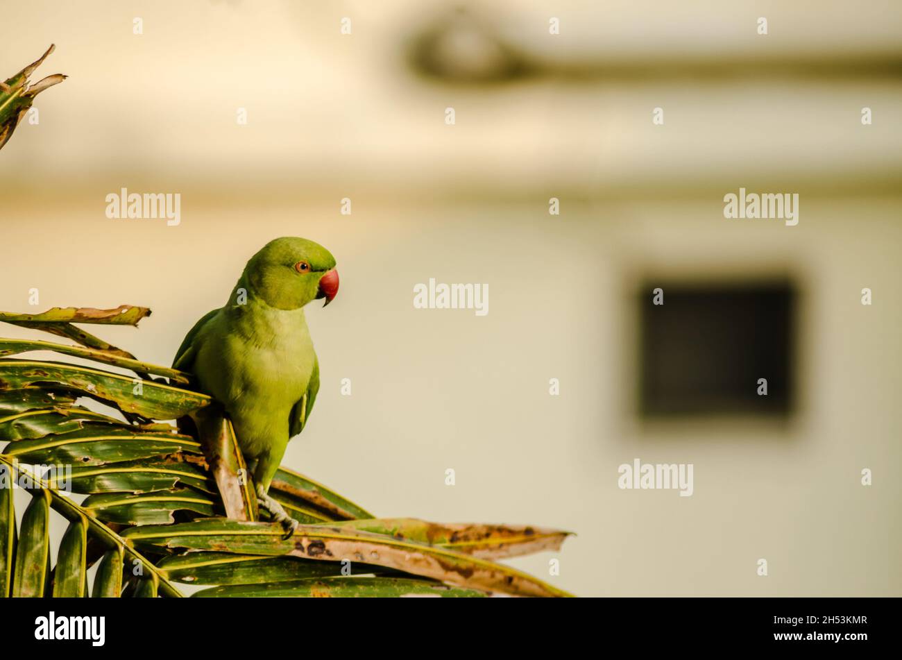 Kerala parrot hi-res stock photography and images - Alamy