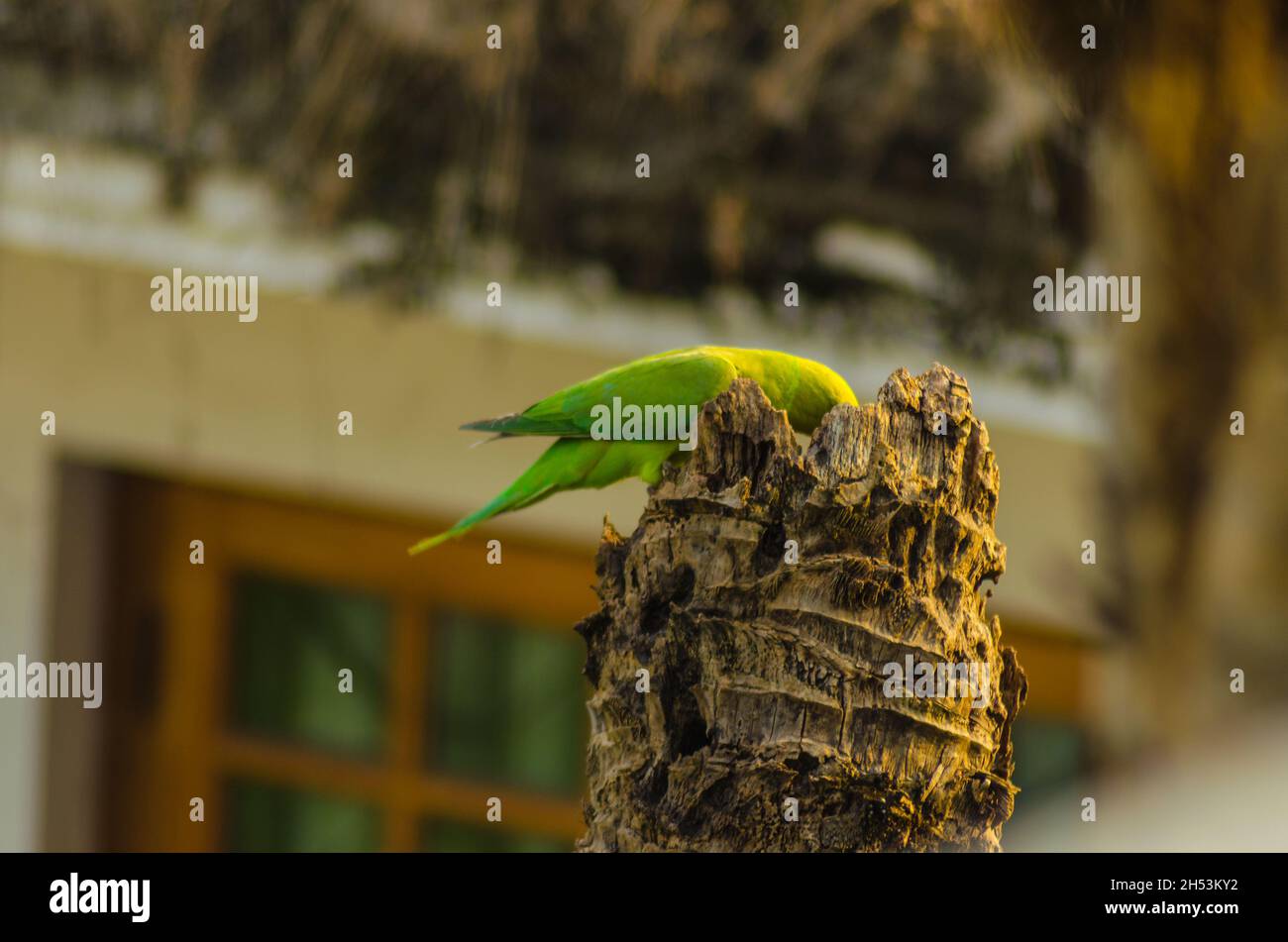 Parrot sitting on the trees Stock Photo - Alamy