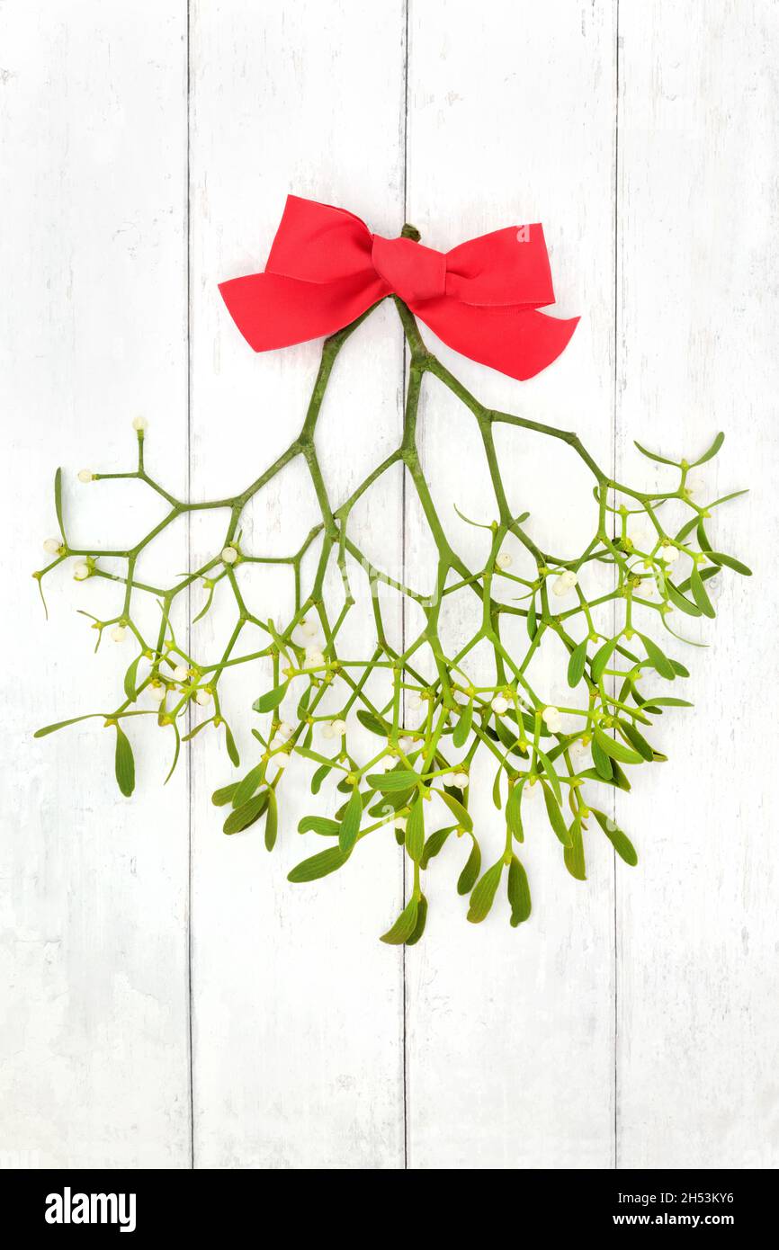 English mistletoe with red bow on rustic white wood background. Winter ...