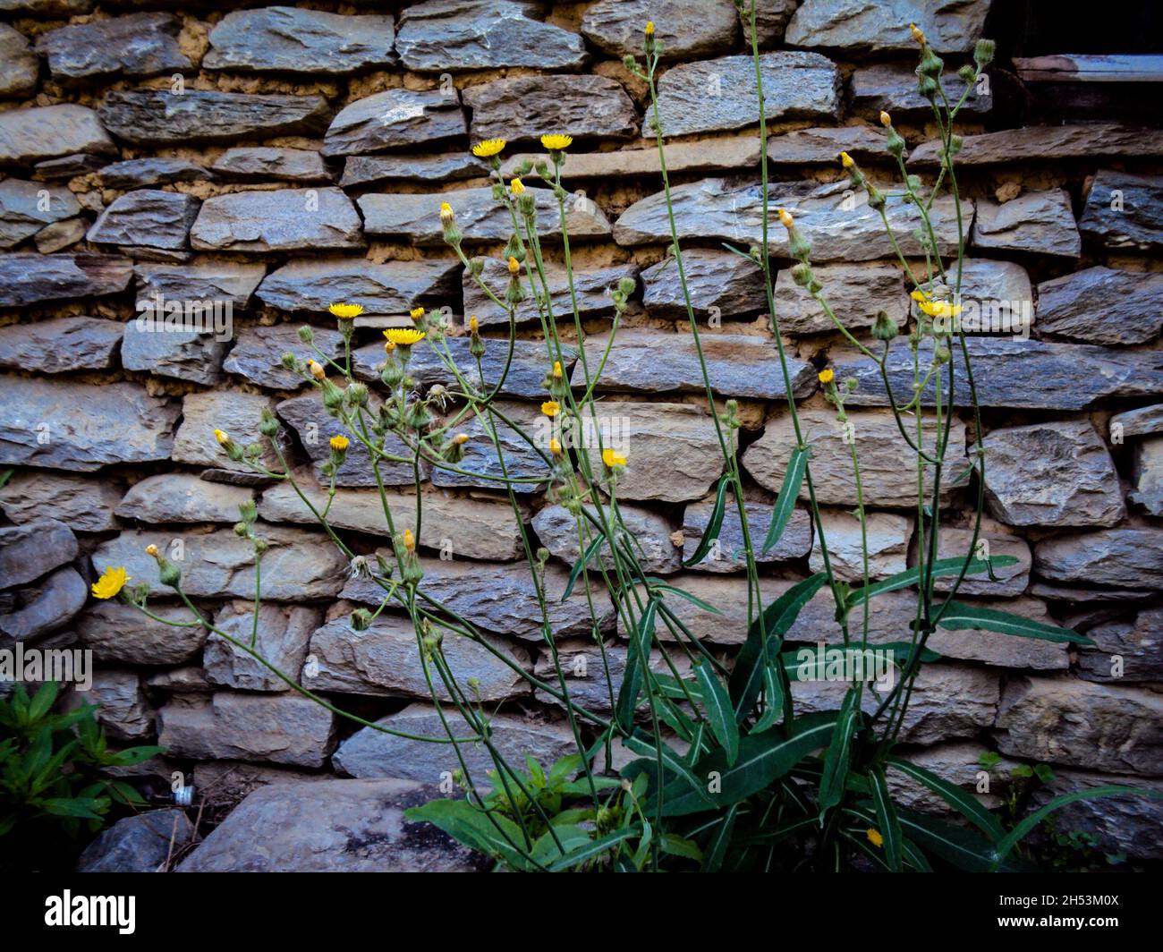 Stone Wall Texture: Stone wall for typical Nepalese House Purpose Stock ...