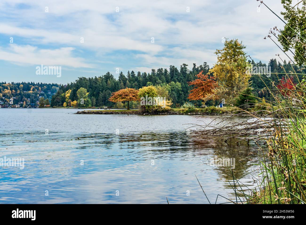 Autumn colors and smooth water on the shoreline of Lake Washington in ...