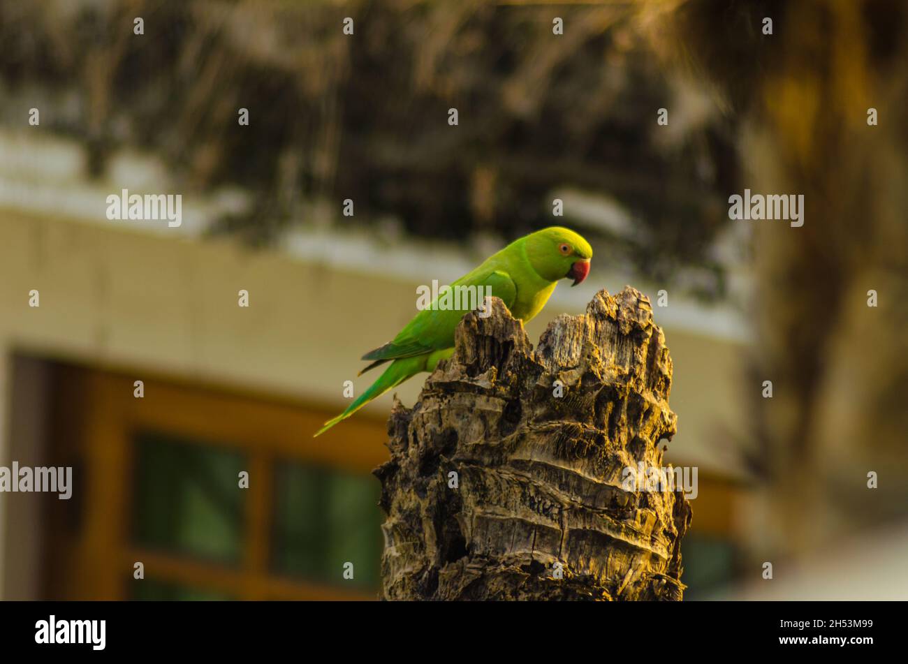Parrot sitting on the trees Stock Photo - Alamy