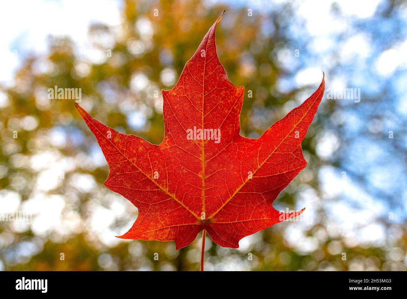 Macro shot of a red maple leaf outdoors Stock Photo - Alamy