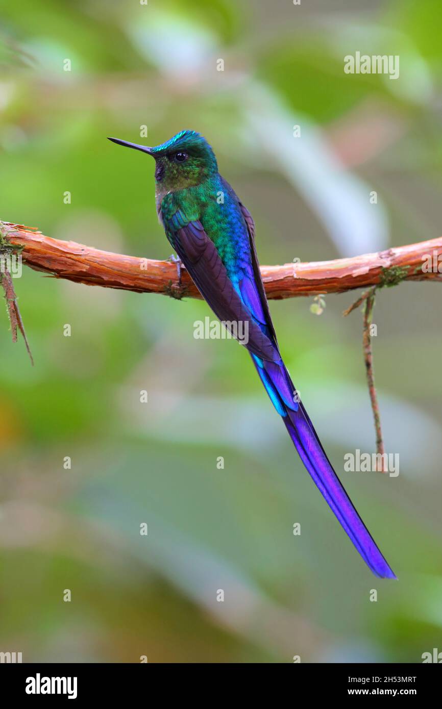Adult male violet tailed sylph hi-res stock photography and images - Alamy
