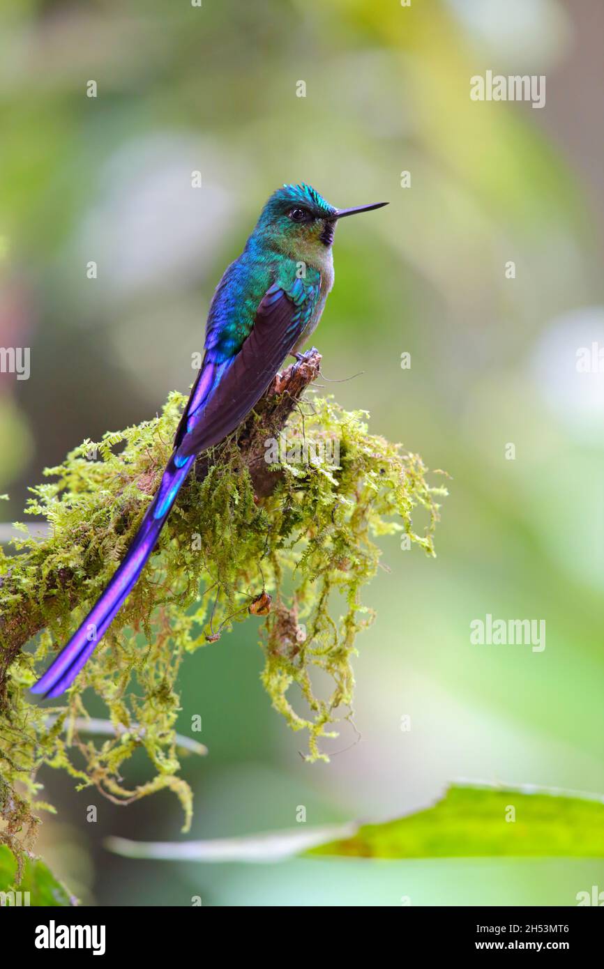 Adult male violet tailed sylph hi-res stock photography and images - Alamy