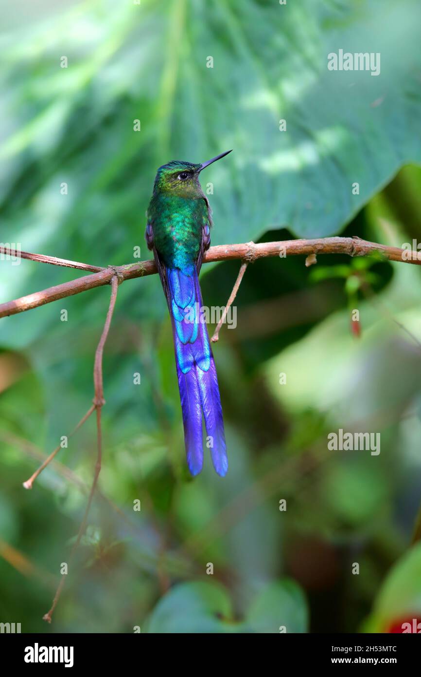 Adult male violet tailed sylph hi-res stock photography and images - Alamy