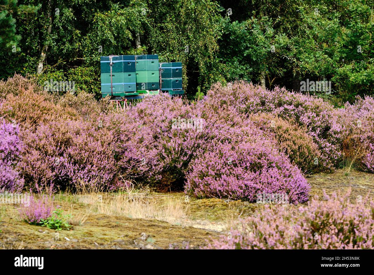 Purple Pink Heather with beehives. Heathland and forest area called Den ...