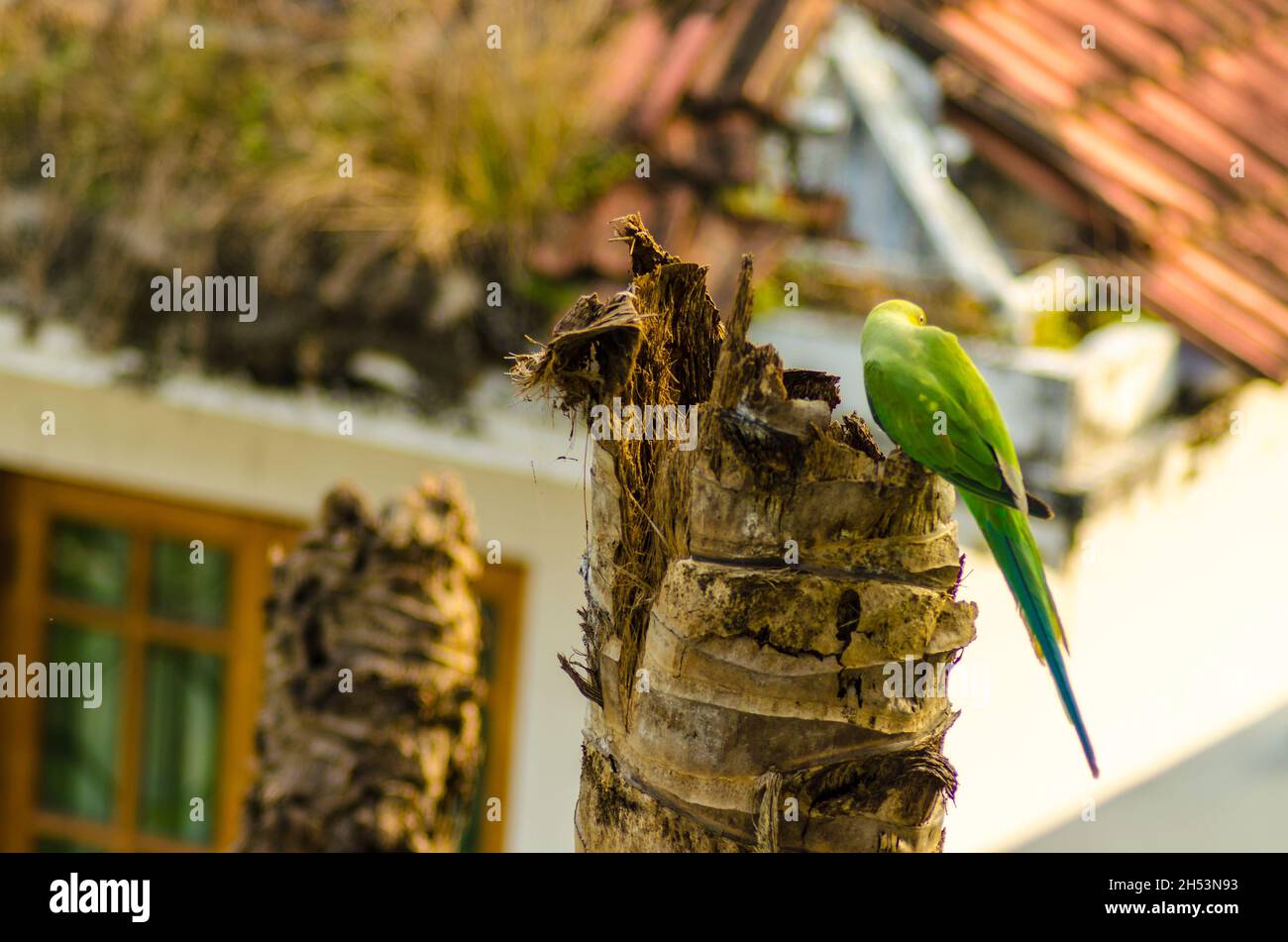 Kerala parrot hi-res stock photography and images - Alamy