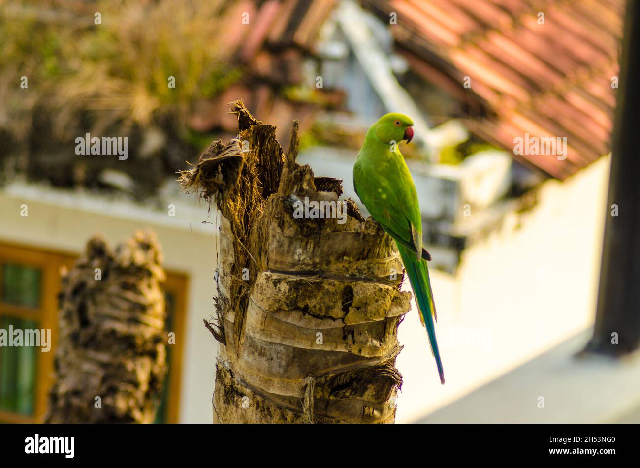 Parrot sitting on the trees Stock Photo - Alamy