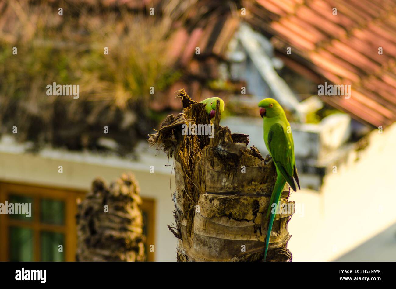 Kerala parrot hi-res stock photography and images - Alamy