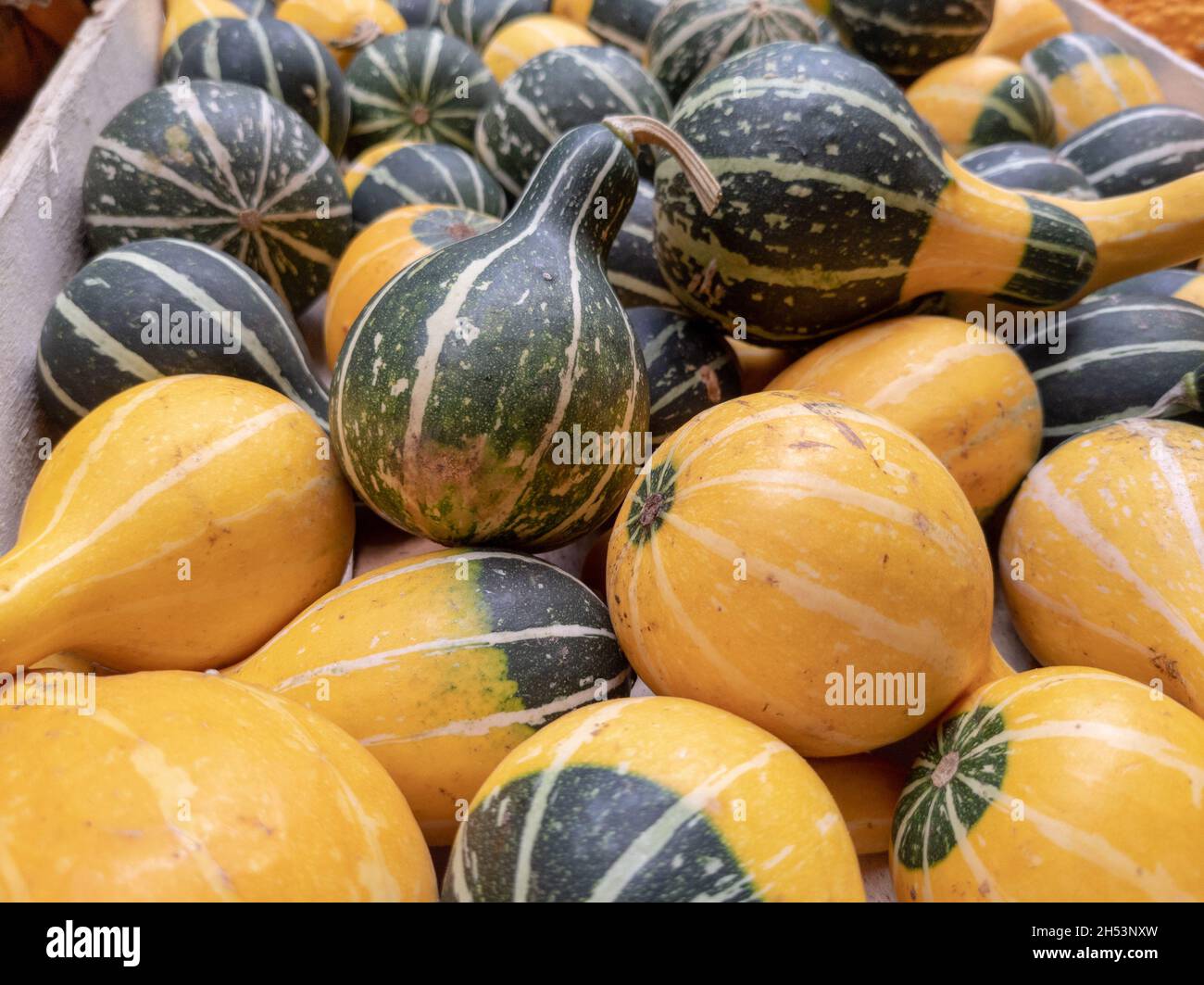 Bicolor pear hi-res stock photography and images - Alamy