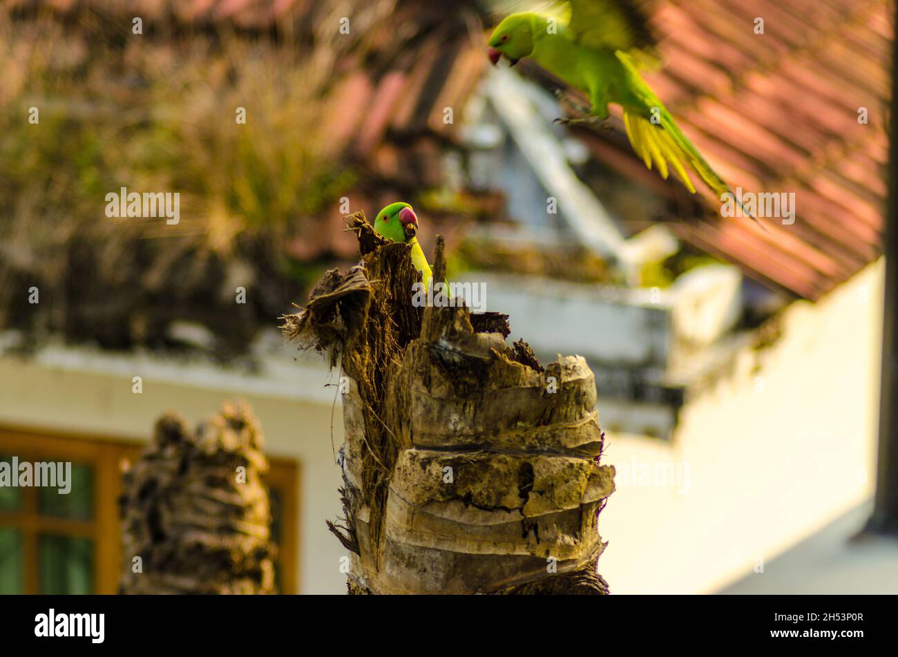 Parrot sitting on the trees Stock Photo - Alamy