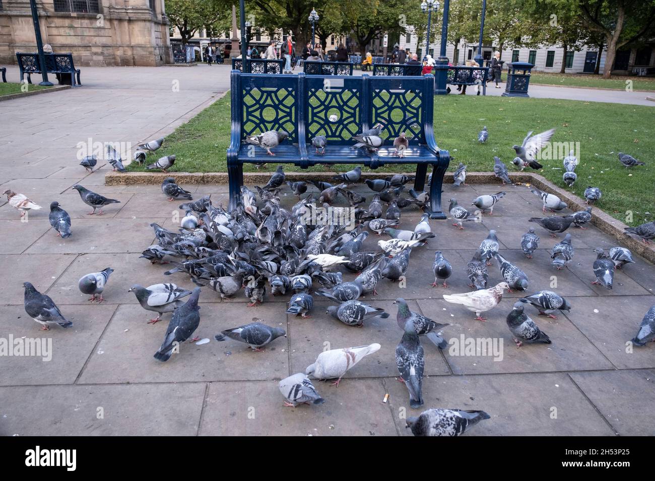 Swarm of doves hi-res stock photography and images - Alamy