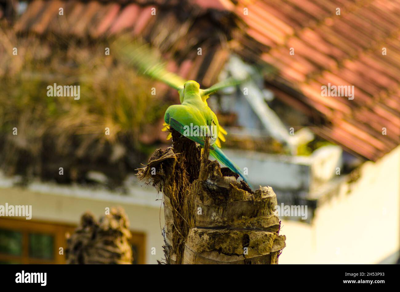 Parrot sitting on the trees Stock Photo - Alamy