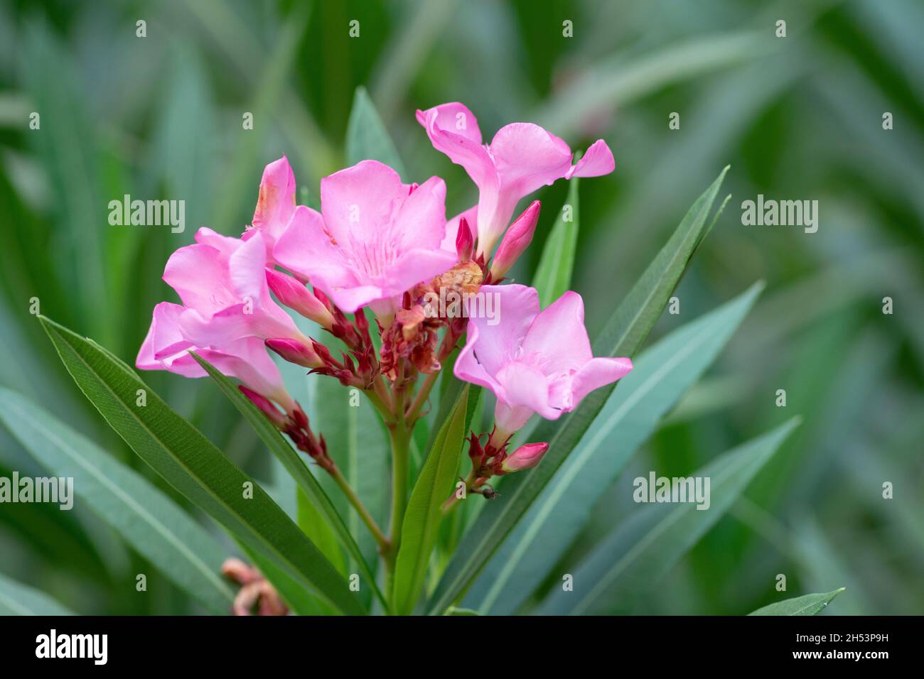 Close up of a Nerium oleander, commonly known as oleander or nerium ...