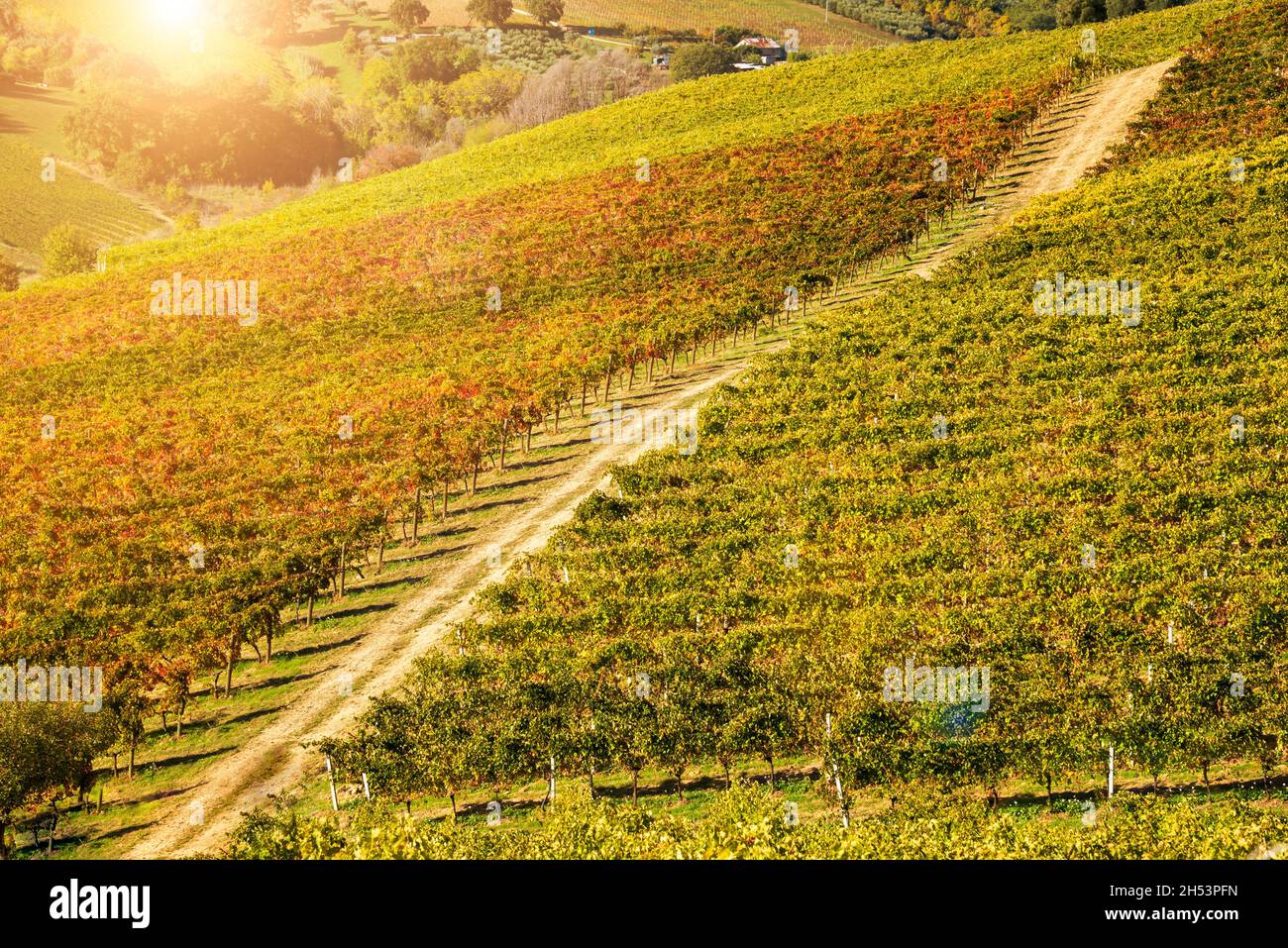 Autumn vineyard landscape hi-res stock photography and images - Alamy